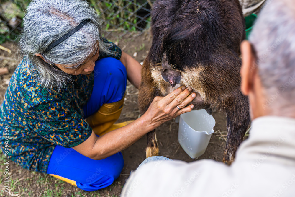 Old Latino couple milking goats on their farm. Colombian farmers ...