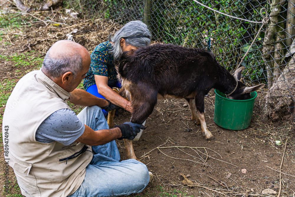 Old Latino couple milking goats on their farm. Colombian farmers ...