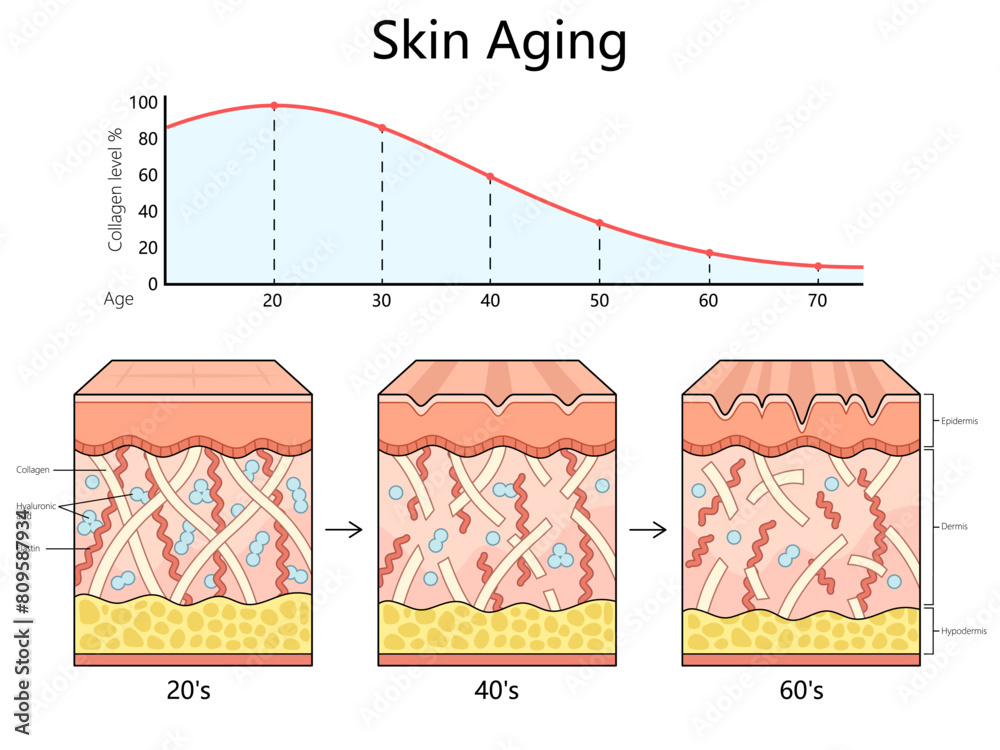 skin aging process from the 20s to the 60s, showing the decrease in ...