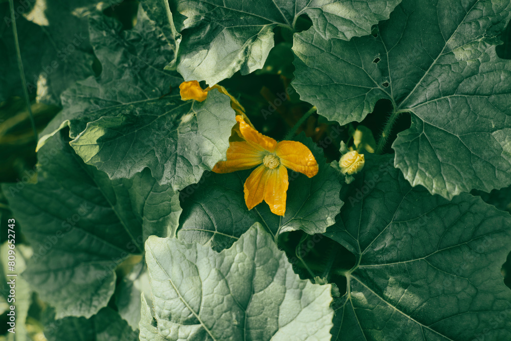 Benincasa hispida are yellow and grow single.When young, Benincasa ...
