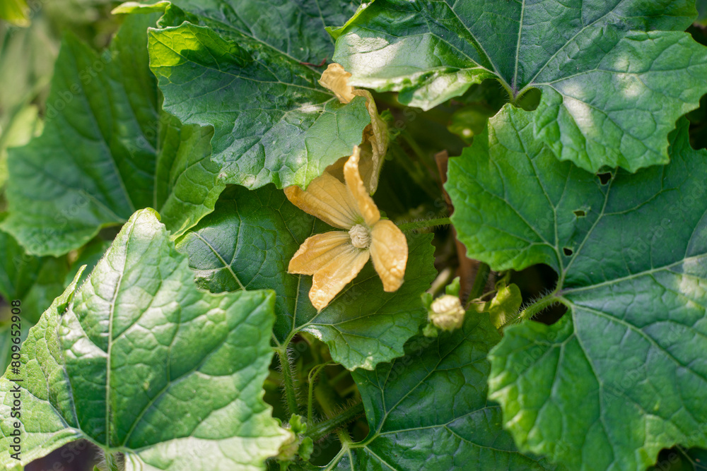Benincasa hispida are yellow and grow single.When young, Benincasa ...
