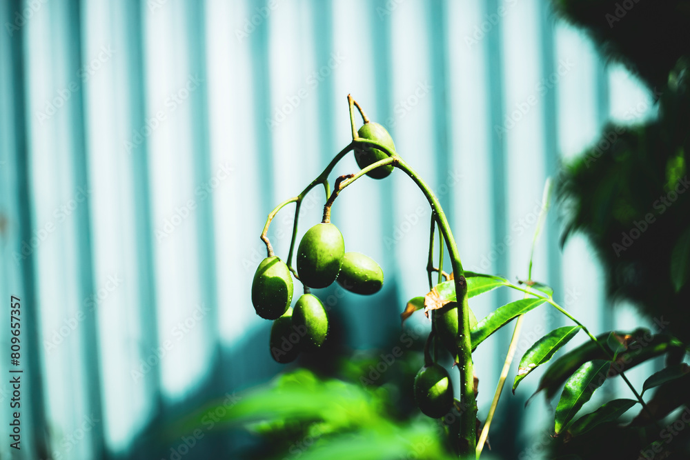 Spondias dulcis is a tropical woody plant with edible fruit and fibrous ...