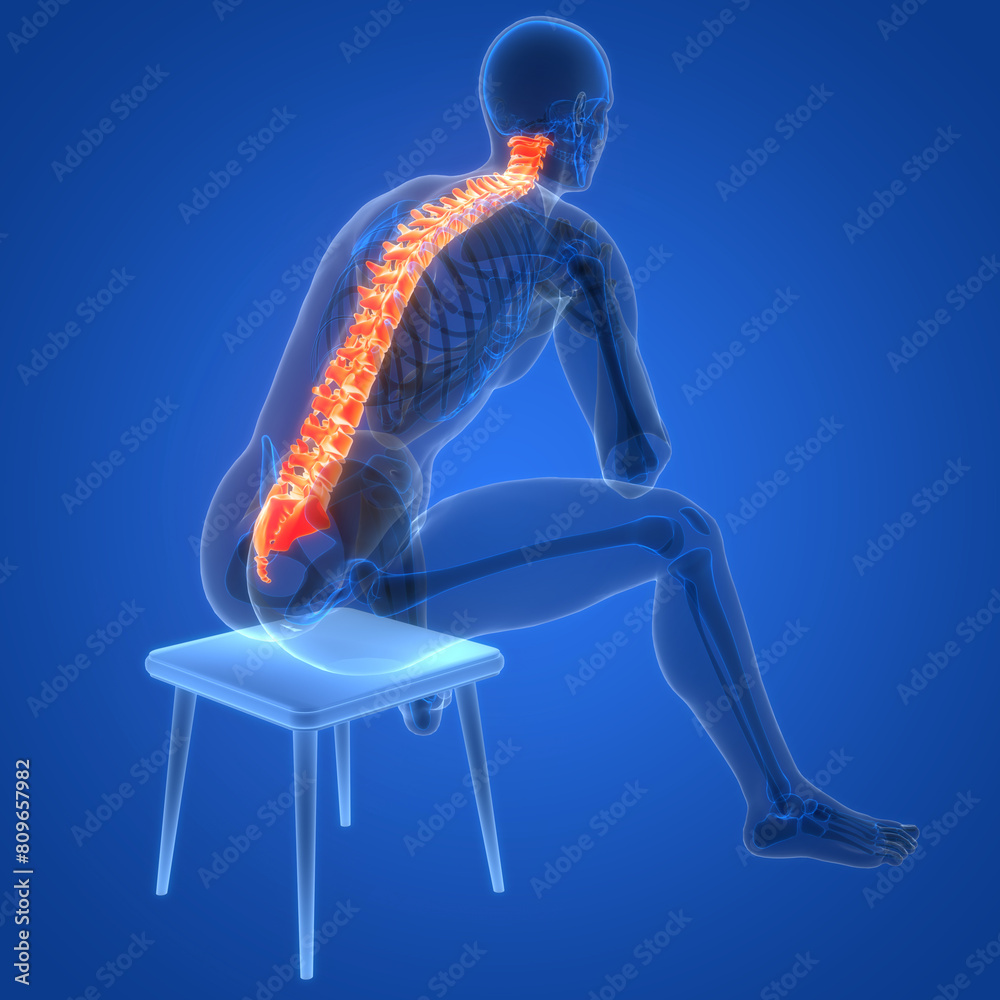 Spinal Cord Vertebral Column of Human Skeleton System Bone Joints ...