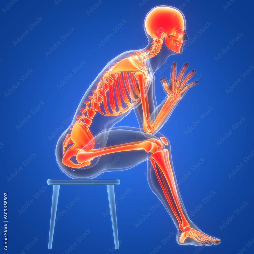 Human Skeleton System Bone Joints Anatomy Stock Illustration | Adobe Stock