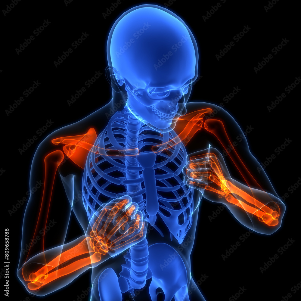 Human Skeleton System Upper Limb Bone Joints Anatomy Stock Illustration ...