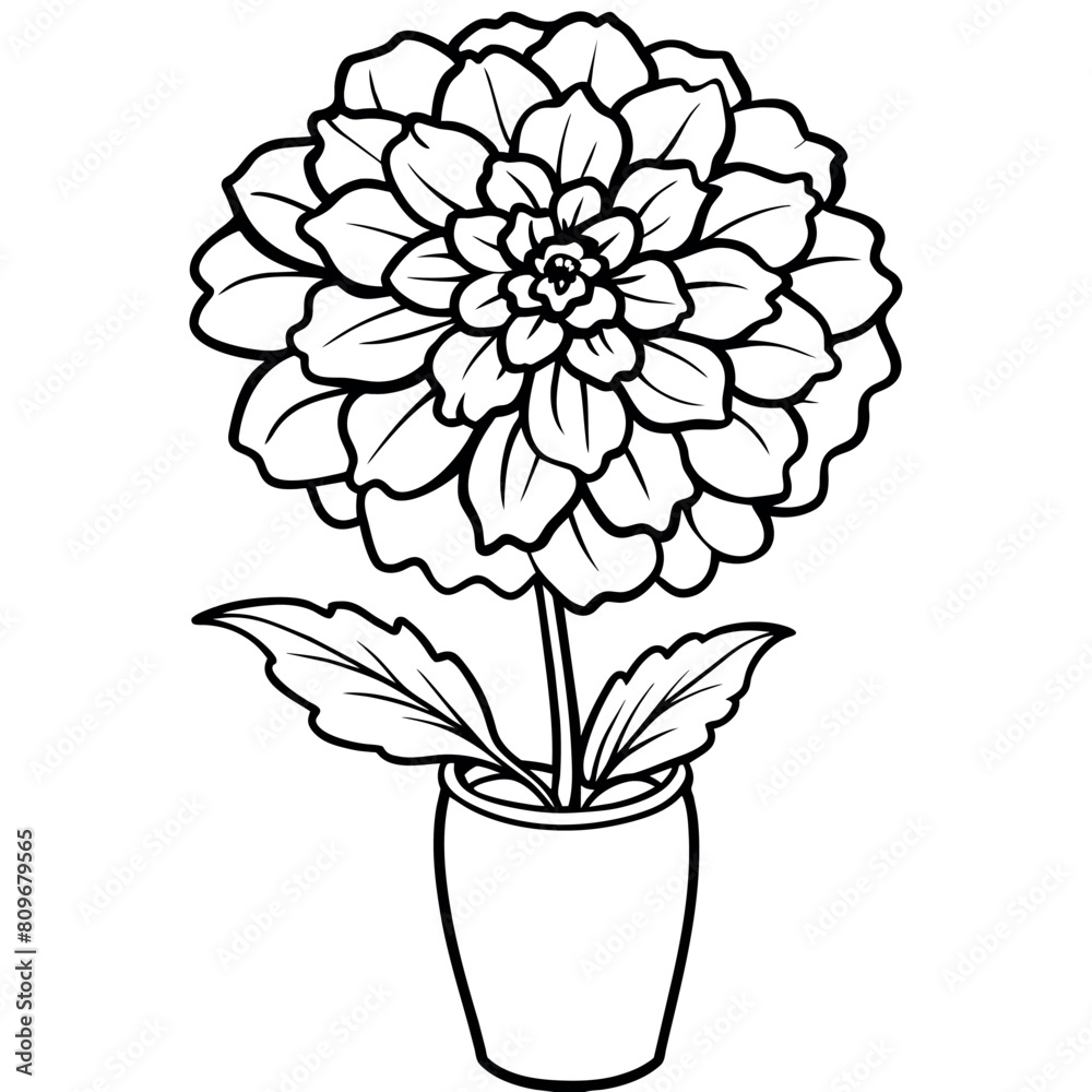Marigold Flower outline illustration coloring book page design ...