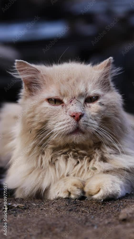 Intimate portrait of two cats, one fluffy light-colored and one short ...