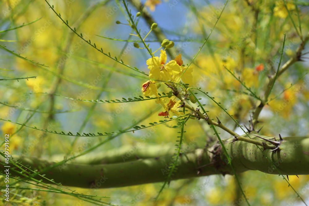 Parkinsonia aculeata is a species of perennial flowering tree in the ...