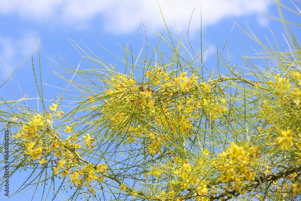 Parkinsonia aculeata is a species of perennial flowering tree in the ...