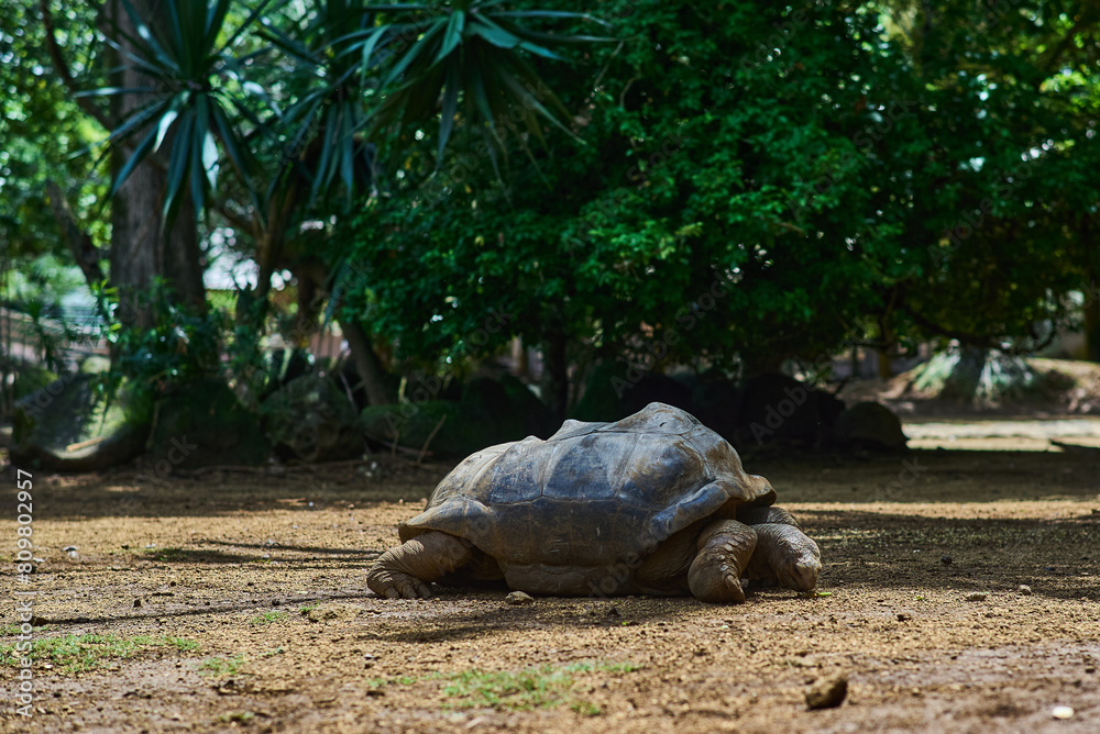 Aldabra giant tortoises endemic species - one of the largest tortoises ...