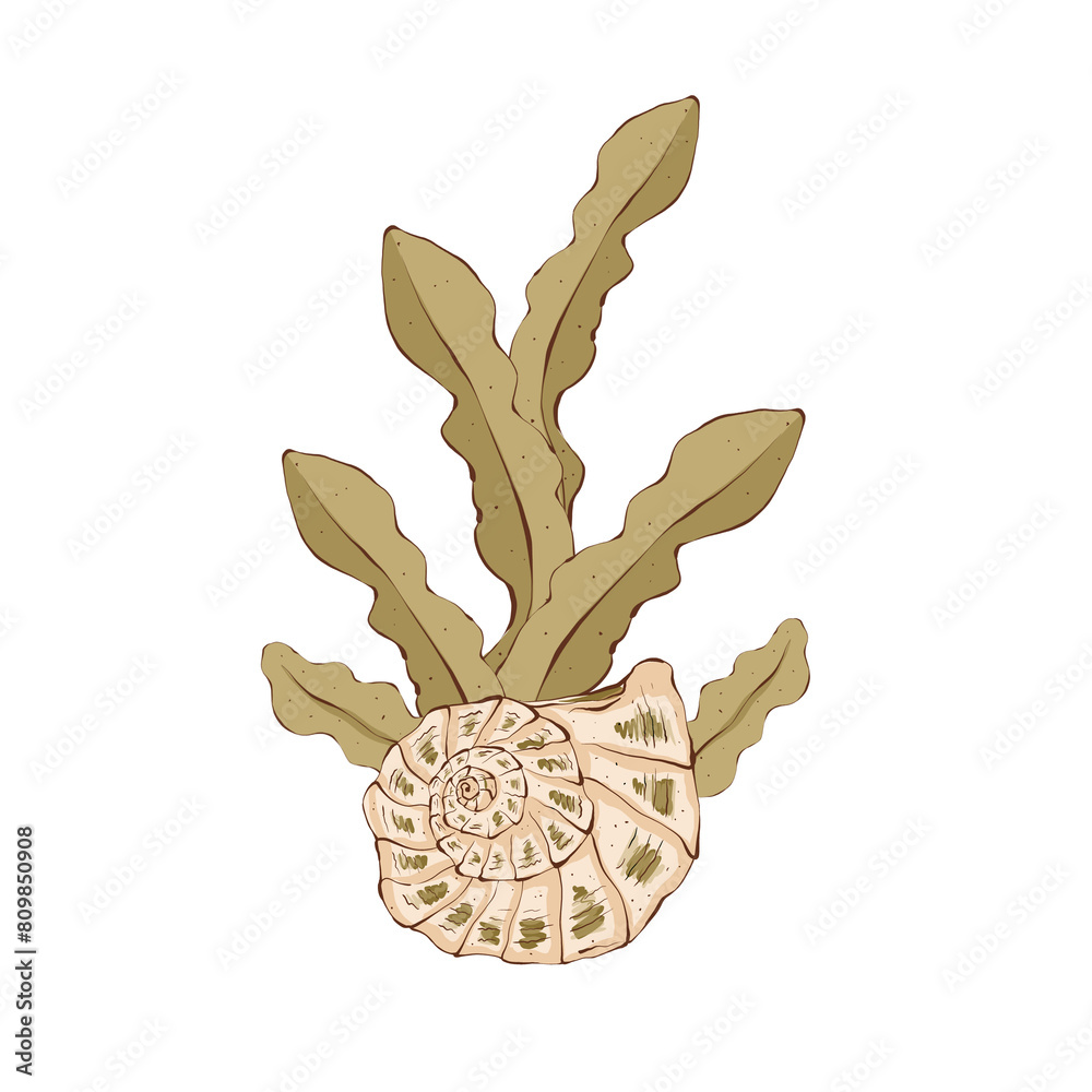 Shell with bush of algae. Composition of underwater world. Hand drawn ...