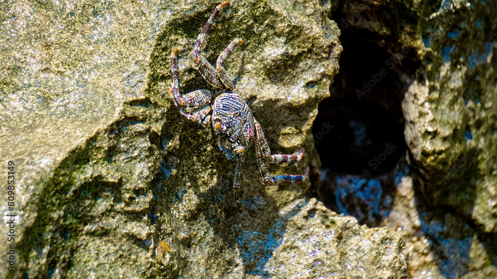 Charybdis feriata ( Rajungan karang, Crucifix Crab, Crucifix Swimming ...