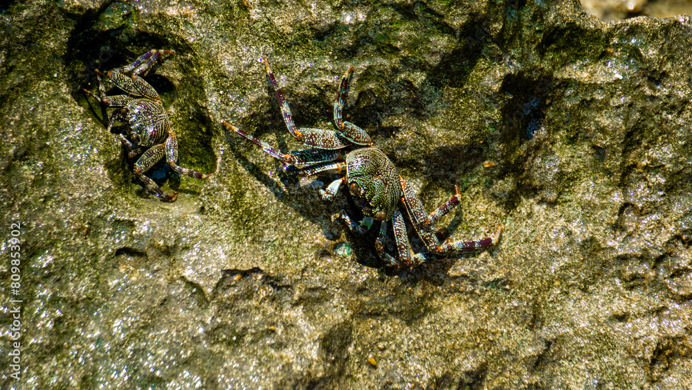 Charybdis feriata ( Rajungan karang, Crucifix Crab, Crucifix Swimming ...