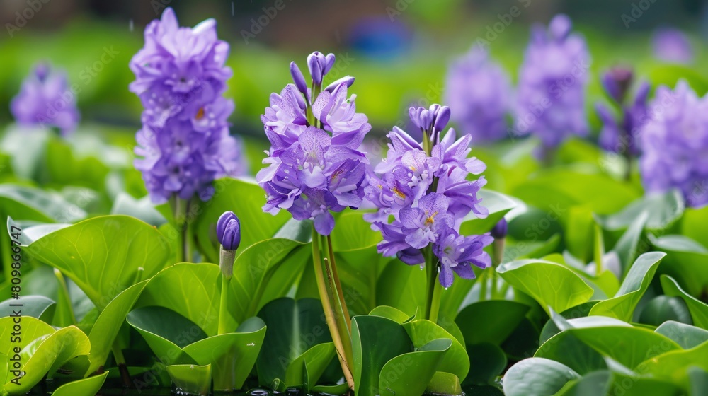 This image shows clusters of purple water hyacinth flowers among lush ...