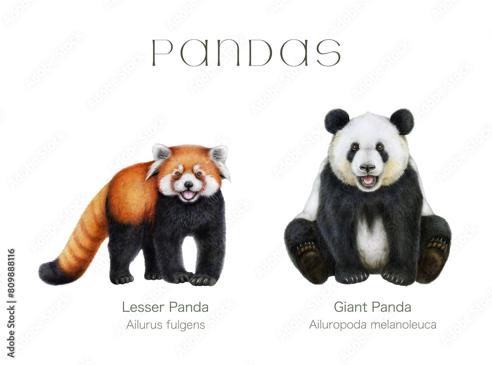 Giant panda and lesser panda hand painted set. Ailuropoda melanoleuca ...