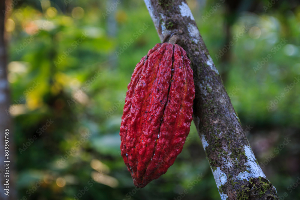 Cocoa cultivation in Tumaco Nariño Colombia Cultivo de cacao en Tumaco ...