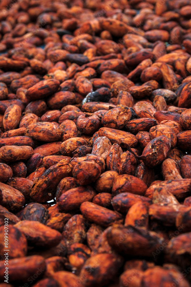 Cocoa cultivation in Tumaco Nariño Colombia Cultivo de cacao en Tumaco ...