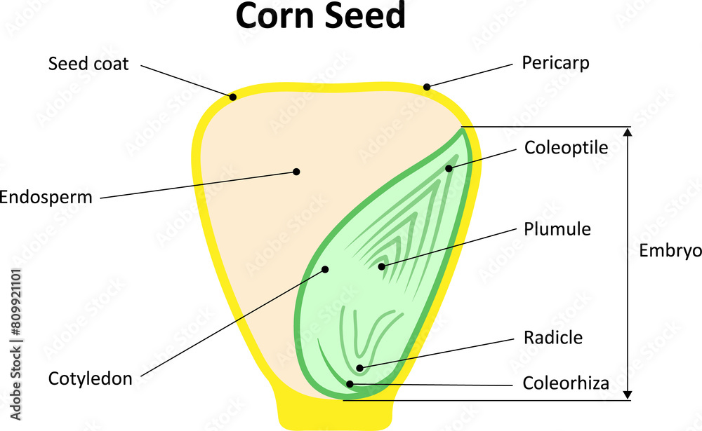 Corn seed (Monocot). Parts of a seed. Diagram. ilustración de Stock ...