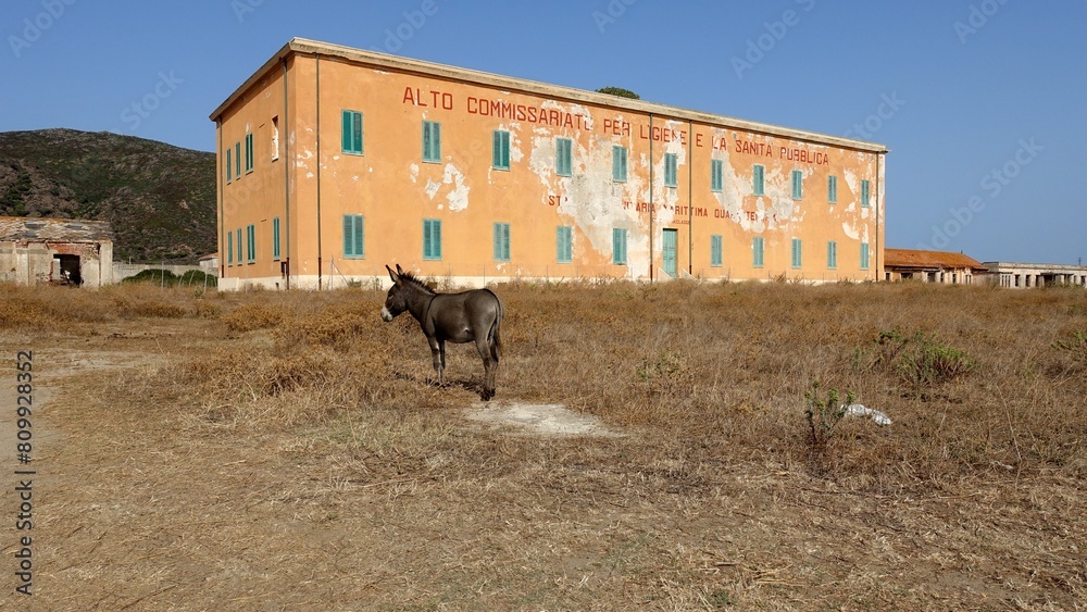 Asinara, Italy. August 13, 2021. A wild donkey walks calmly in front of ...