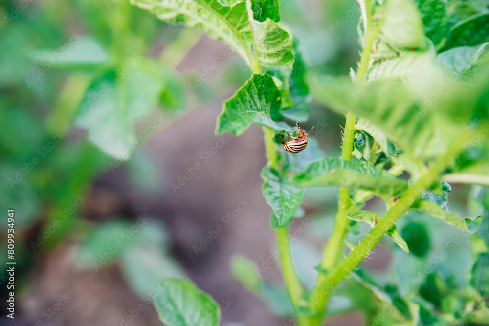 Colorado potato beetle - Leptinotarsa decemlineata on potato bushes ...