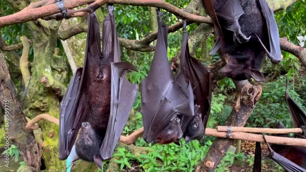 Giant fruit bats or large flying foxes - Pteropus vampyrus, Pteropus ...