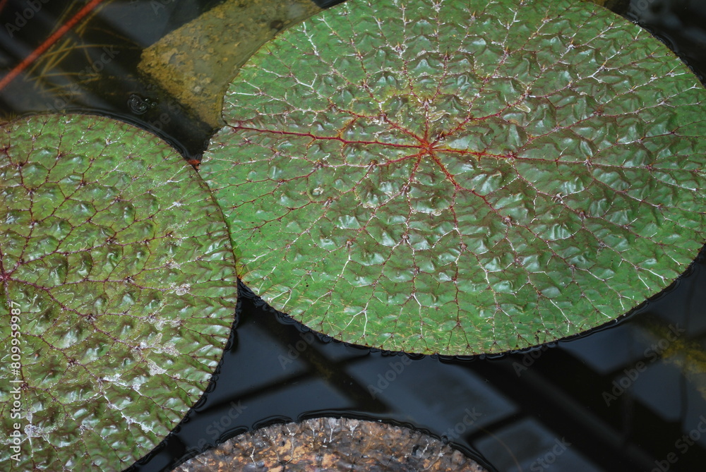 Close up of floating prickly water lily, waterlilies in a pond. Euryale ...