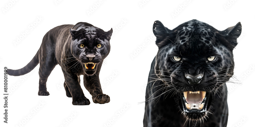 Aggressive black panther in attack mode: A set in close up, half body ...