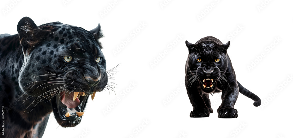 Set of close up and full body shots of an aggressive black panther ...