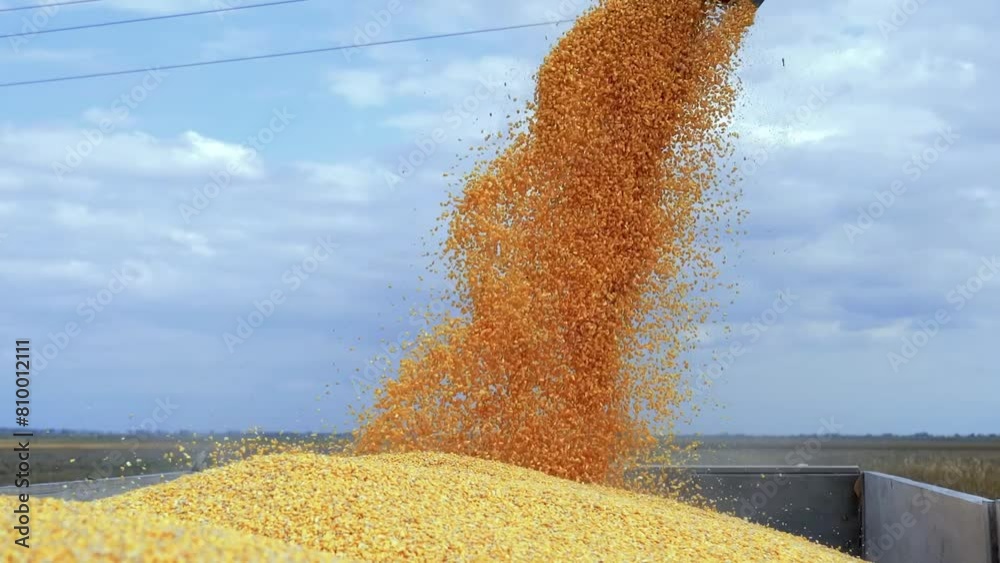 Corn Grain Falling from Combine Auger into Tractor Trailer - Zoom In ...