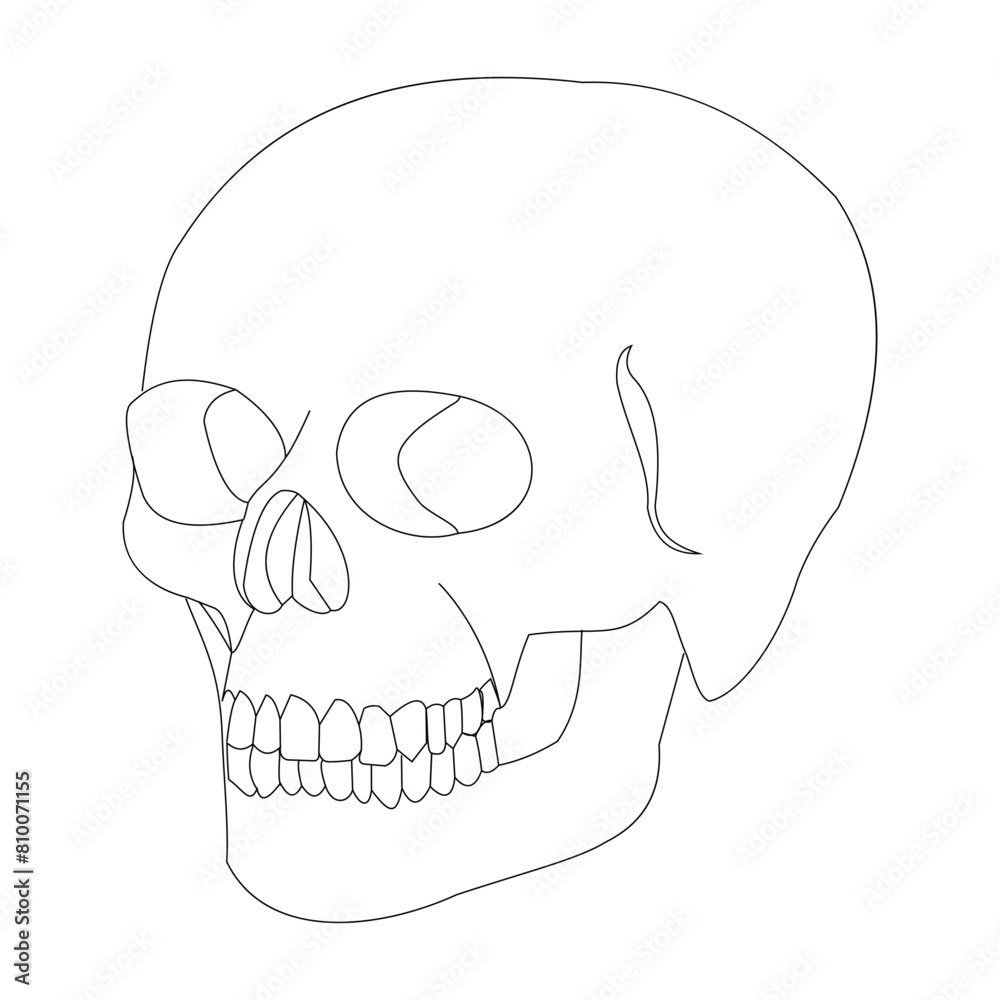 human skull front view diagram schematic vector illustration. Medical ...