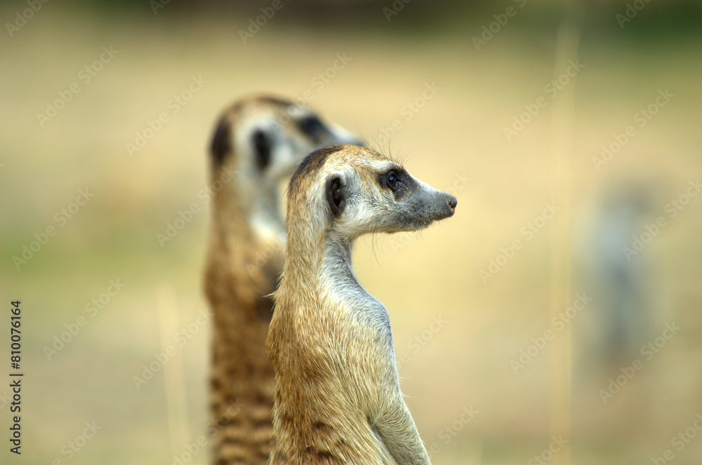 Meerkats (Suricata suricatta) alert, watching and scanning in the ...