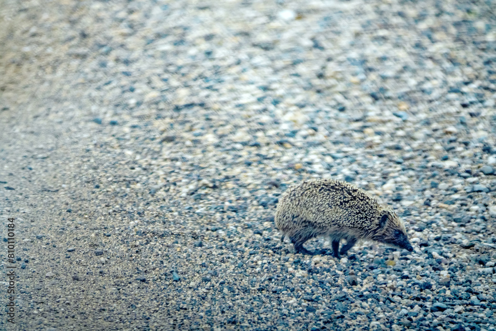 Hedgehog cross a gravelly road in front of a moving car. Shooting ...