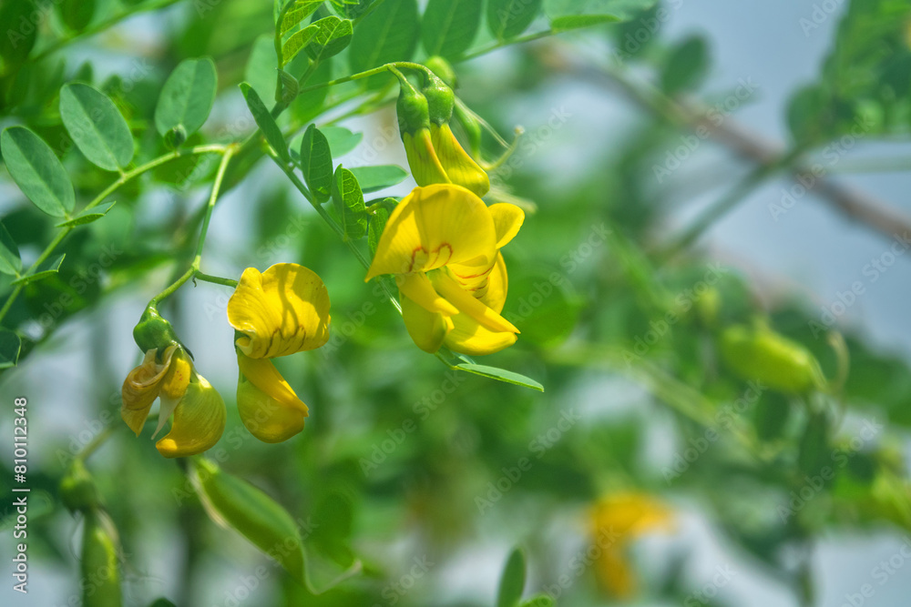 Stockfoto Russian pea shrub (Caragana frutex), more likely Caragana ...