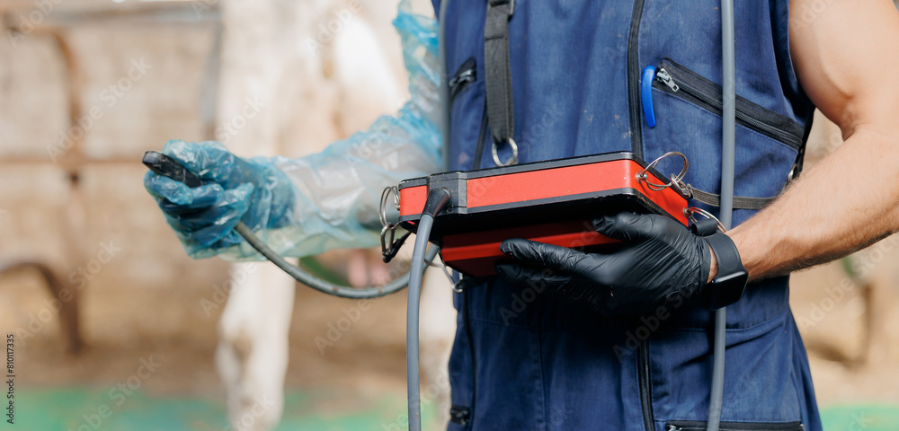 Veterinarian man with ultrasound device checking if cow is pregnant in ...