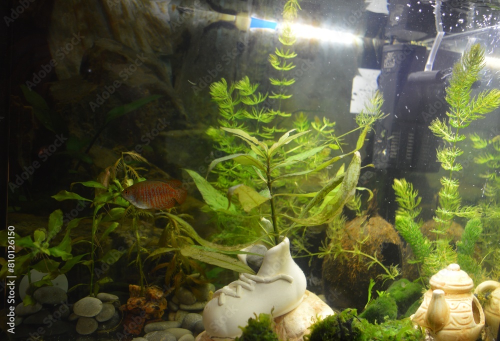 An orange Coral Lyalius fish swims in an aquarium decorated with gypsum ...