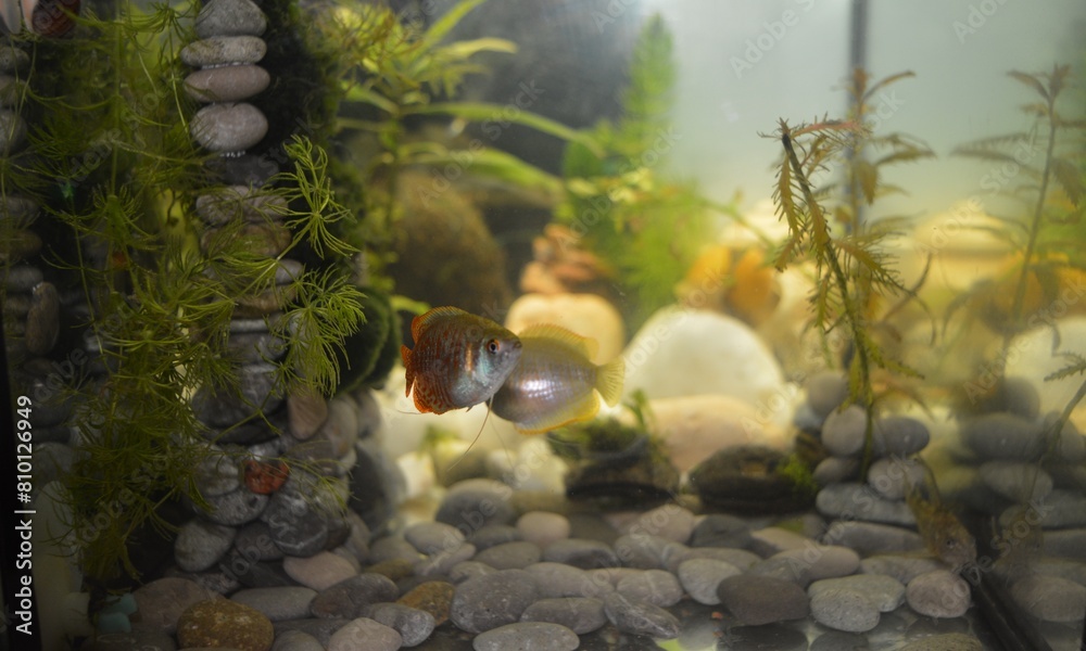 Two male and female Trichogaster lalius fish (Trichogaster lalius) are ...