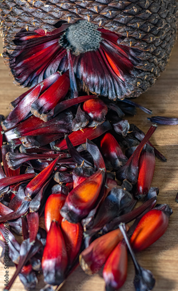 pinha onde se aloja o pinhão da araucária brasileira, consumido ...