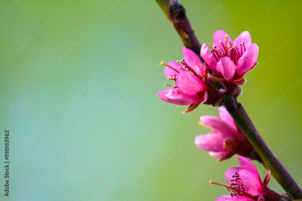 Pretty Pink Spring Flowers or Blooms & Leaves on A Thin Branch with ...