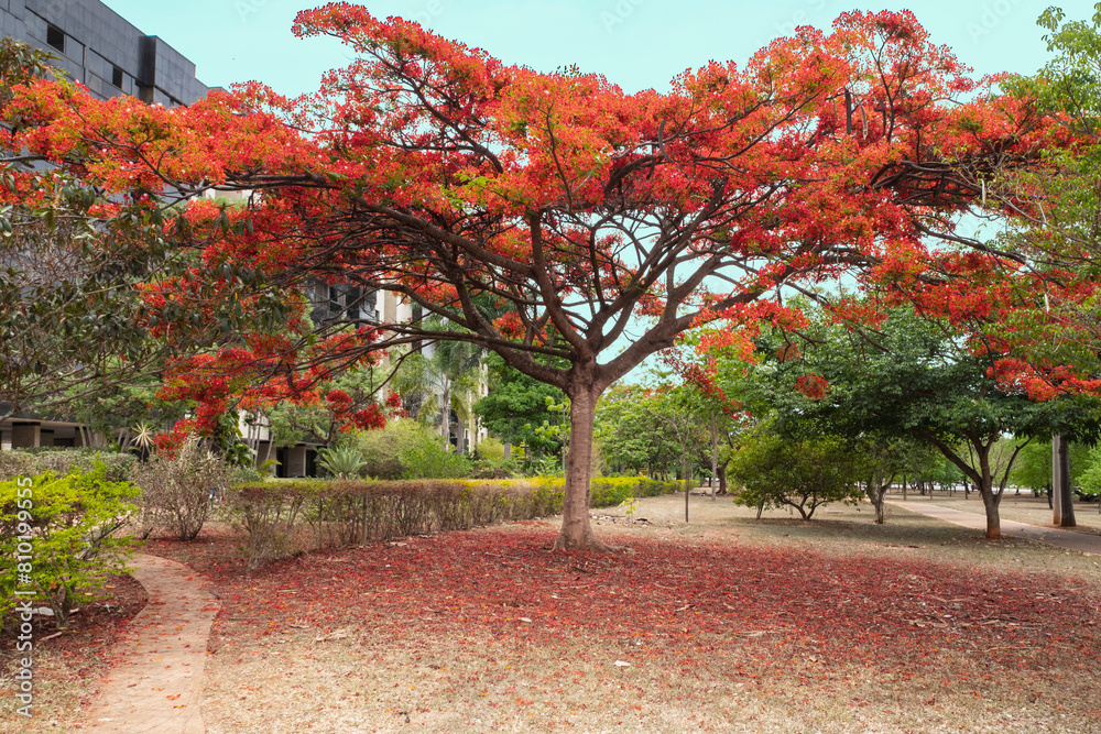 Flamboyant tree with its orange flowers, Delonix regia, also called ...