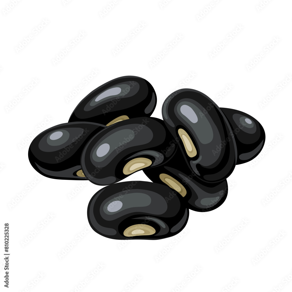 Vector illustration, black beans, scientific name Phaseolus vulgaris ...