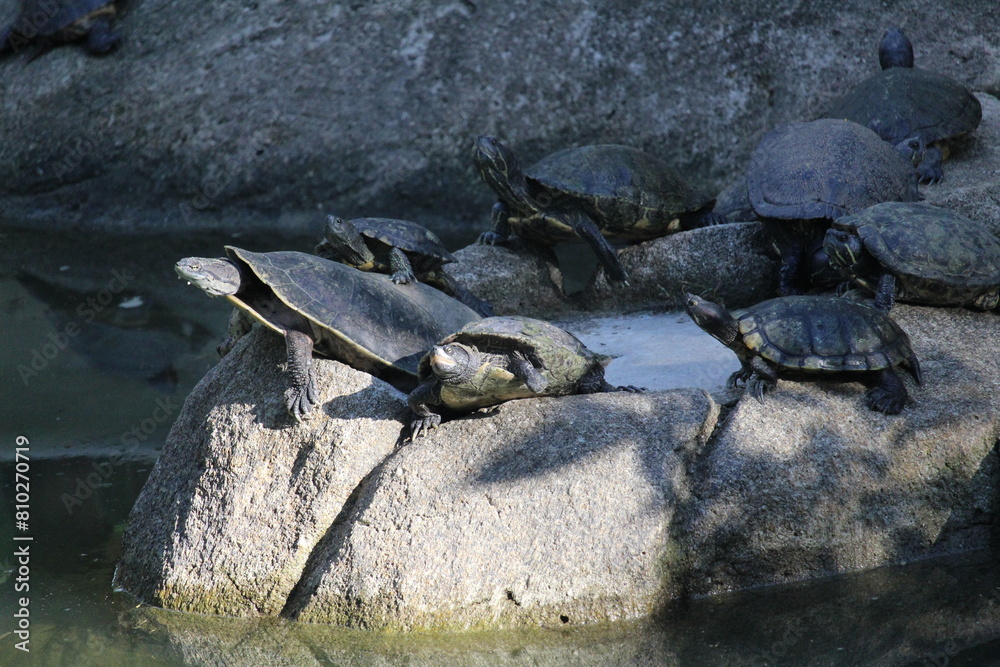 Amazon river turtles and brazilian caymans inside a on Rio de Janeiro ...