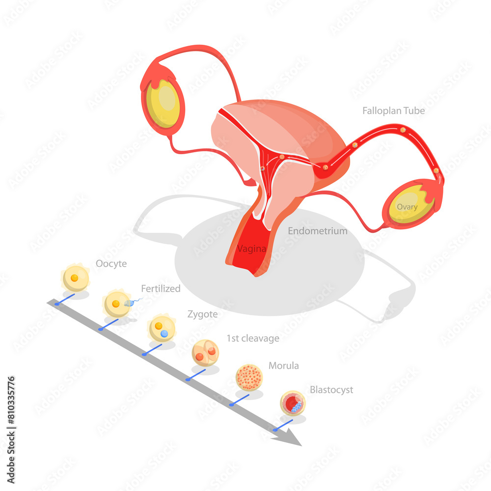 3D Isometric Flat Illustration of Ovulation, Fertilization Implantation ...