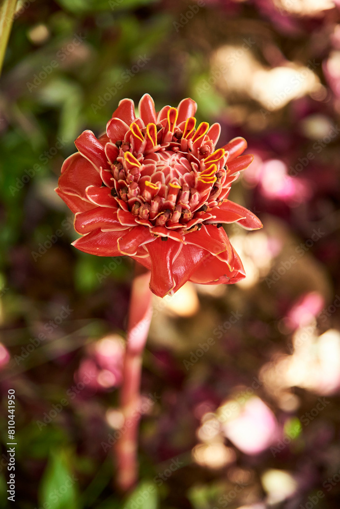 Flower of etlingera elatior, commonly known as torch ginger ...