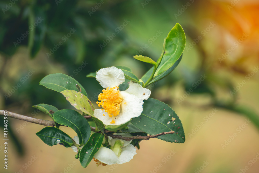 Green tea tree Flower fresh leaves in eco herbal farm. Tree tea ...