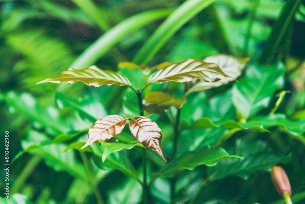 Agriculture Green coffee tree growing berry bean plant. Coffee tree ...