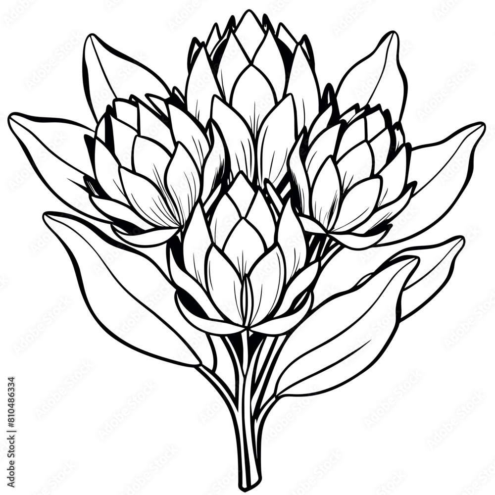 Protea flower outline illustration coloring book page design, Protea ...