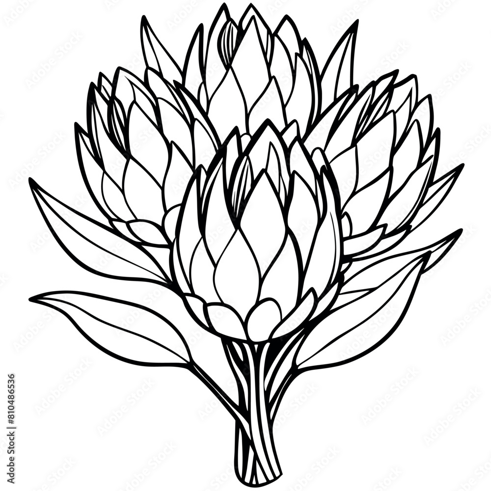 Protea flower outline illustration coloring book page design, Protea ...