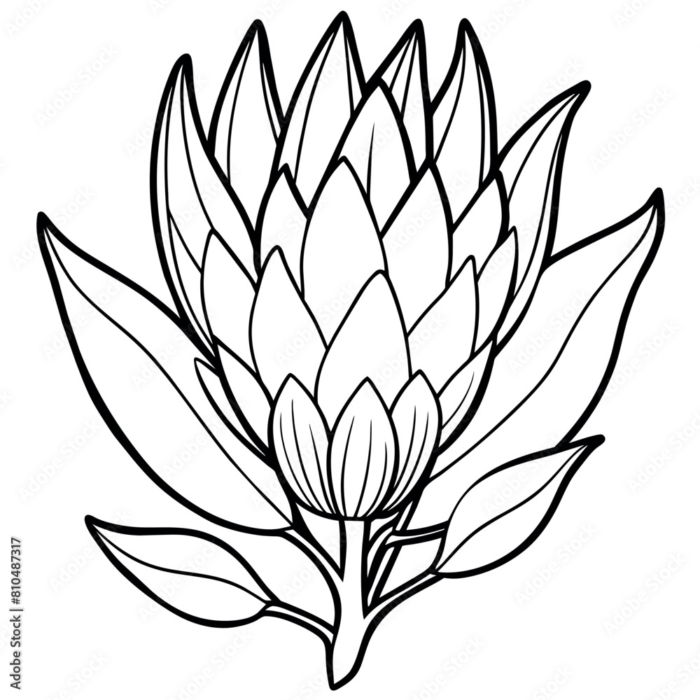 Protea flower outline illustration coloring book page design, Protea ...