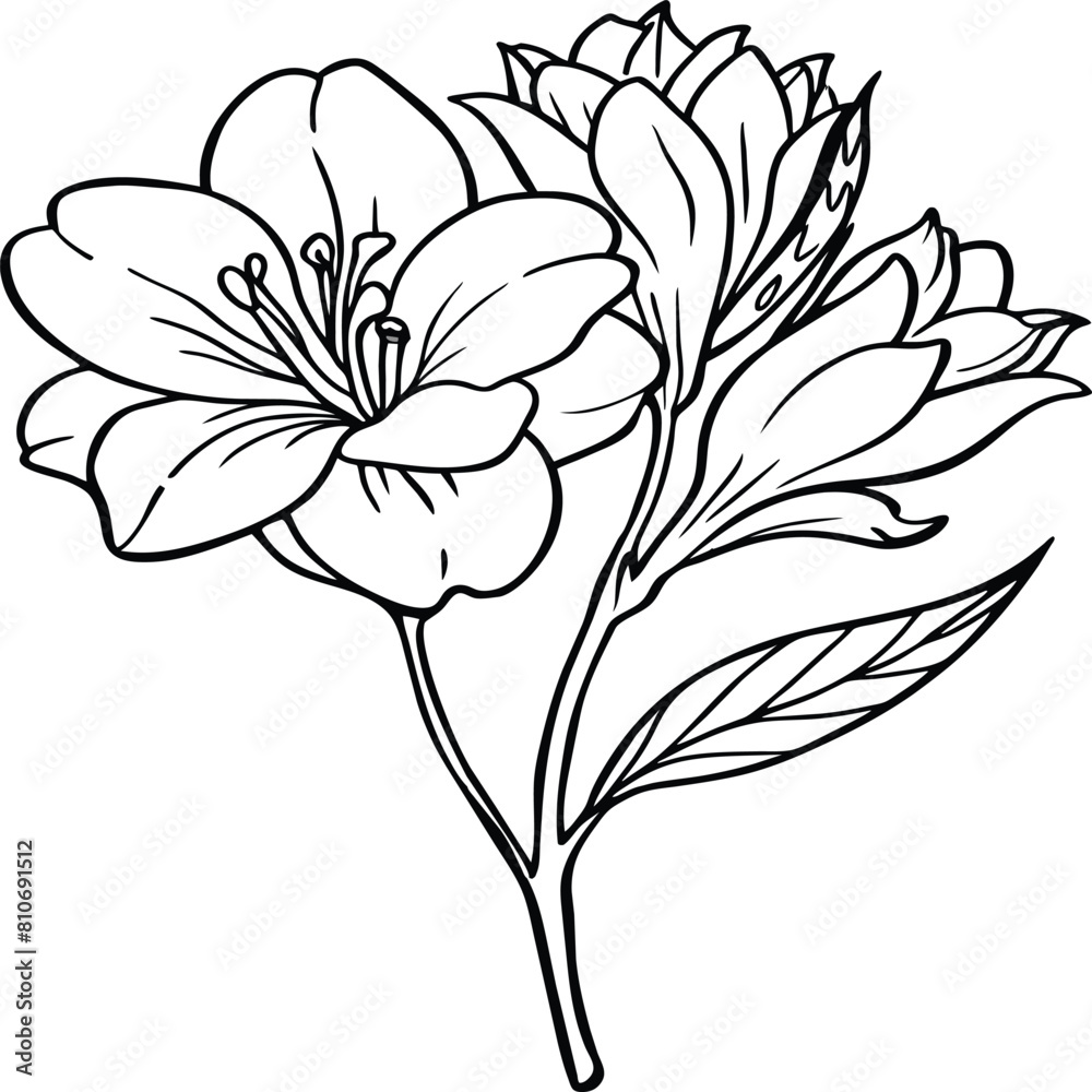 Freesia Flower Coloring Page. Flowers outline for coloring book ...