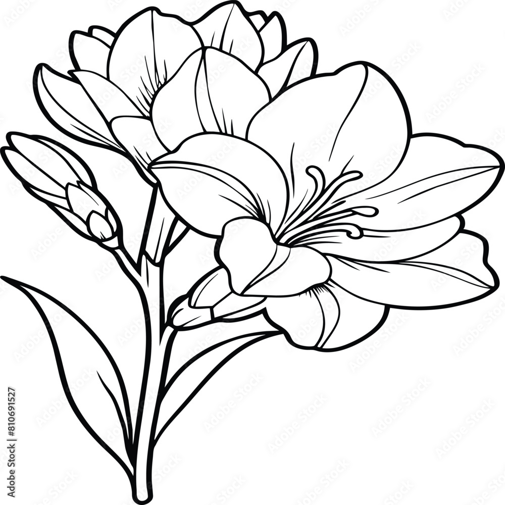 Freesia Flower Coloring Page. Flowers outline for coloring book ...